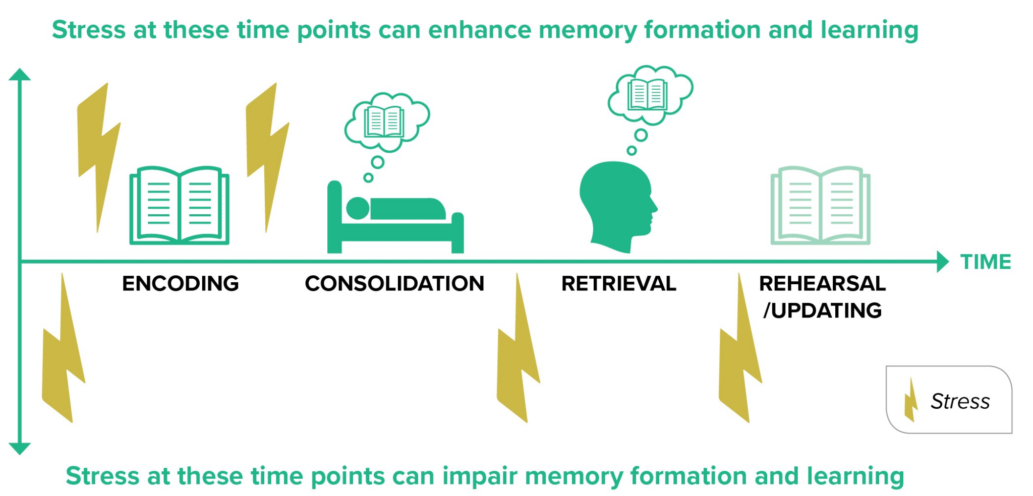 Stress, Learning & Memory: Friends or Foes? | SFI Health